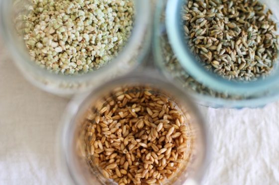 How to Sprout Grains - A Guide from Oh My Veggies!