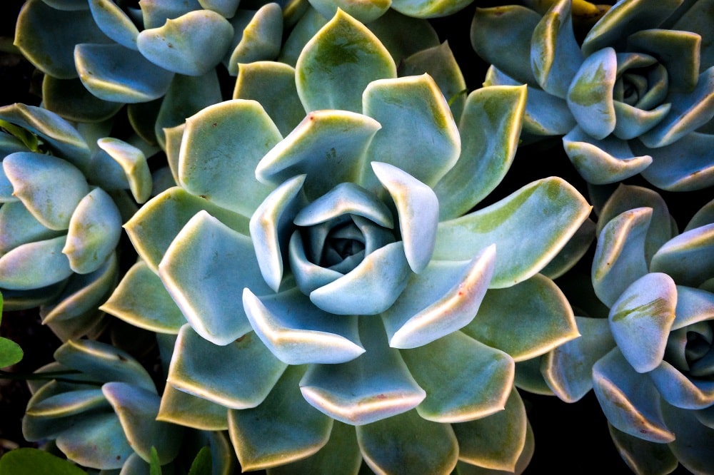 Is Agave Vegetarian? The Truth about the Popular Sugar Substitute - Oh ...